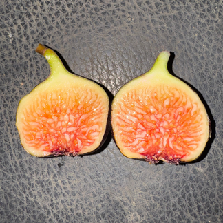 Italian Everbearing Fig Tree | Prolific Fig Variety | Lazy Dog Farm