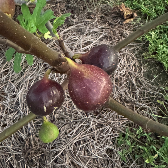 Italian Everbearing Fig Tree | Prolific Fig Variety | Lazy Dog Farm
