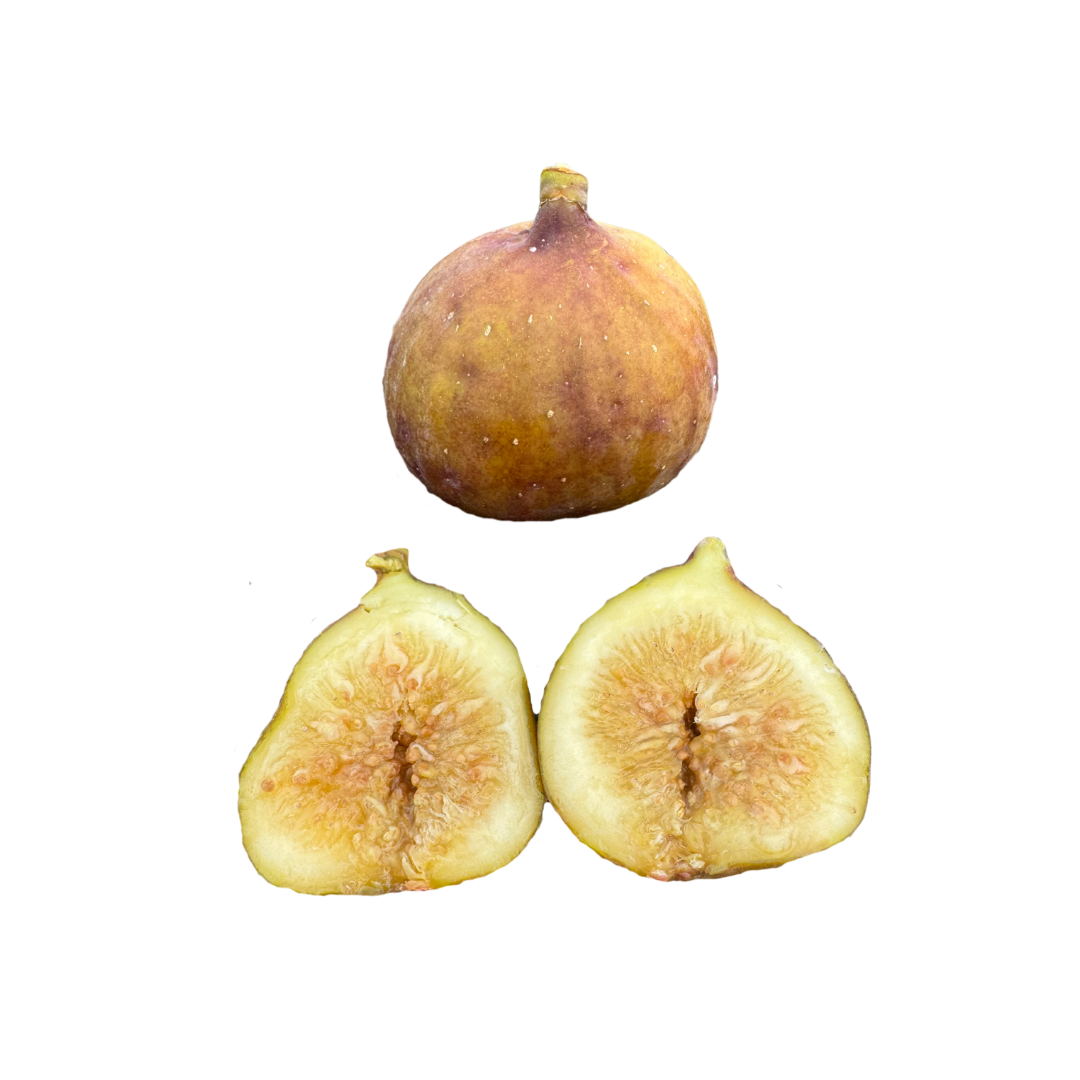 LSU DC2 Fig Tree | Edible Capri Fig with Good Breba | Lazy Dog Farm