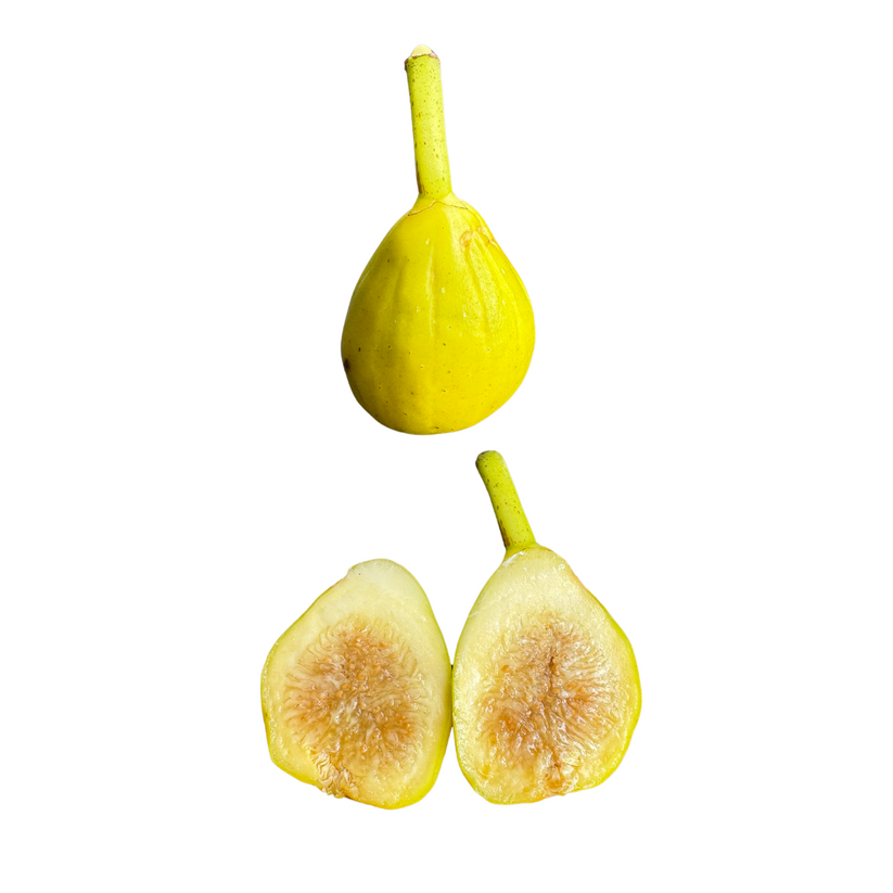 LSU Everbearing Fig Tree | Rich and Sweet, Honey Figs | Lazy Dog Farm