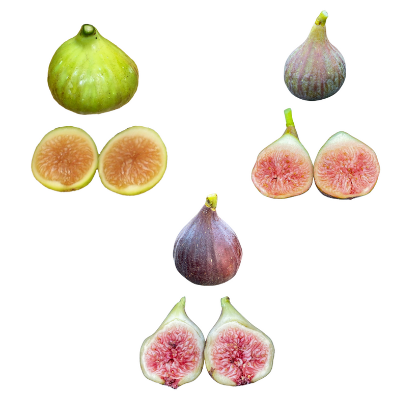 LSU Fig Tree Bundle | Gold, Tiger & Purple Figs | Lazy Dog Farm