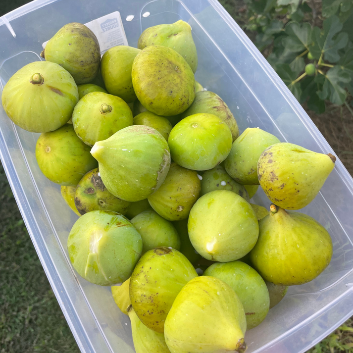 LSU Gold Fig Tree | Honey & Agave-Flavored Figs | Lazy Dog Farm