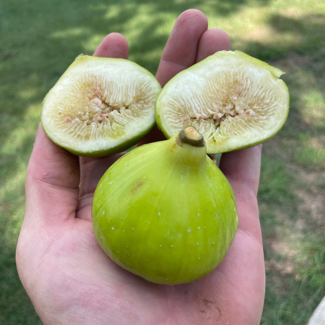 LSU Gold Fig Tree | Honey & Agave-Flavored Figs | Lazy Dog Farm