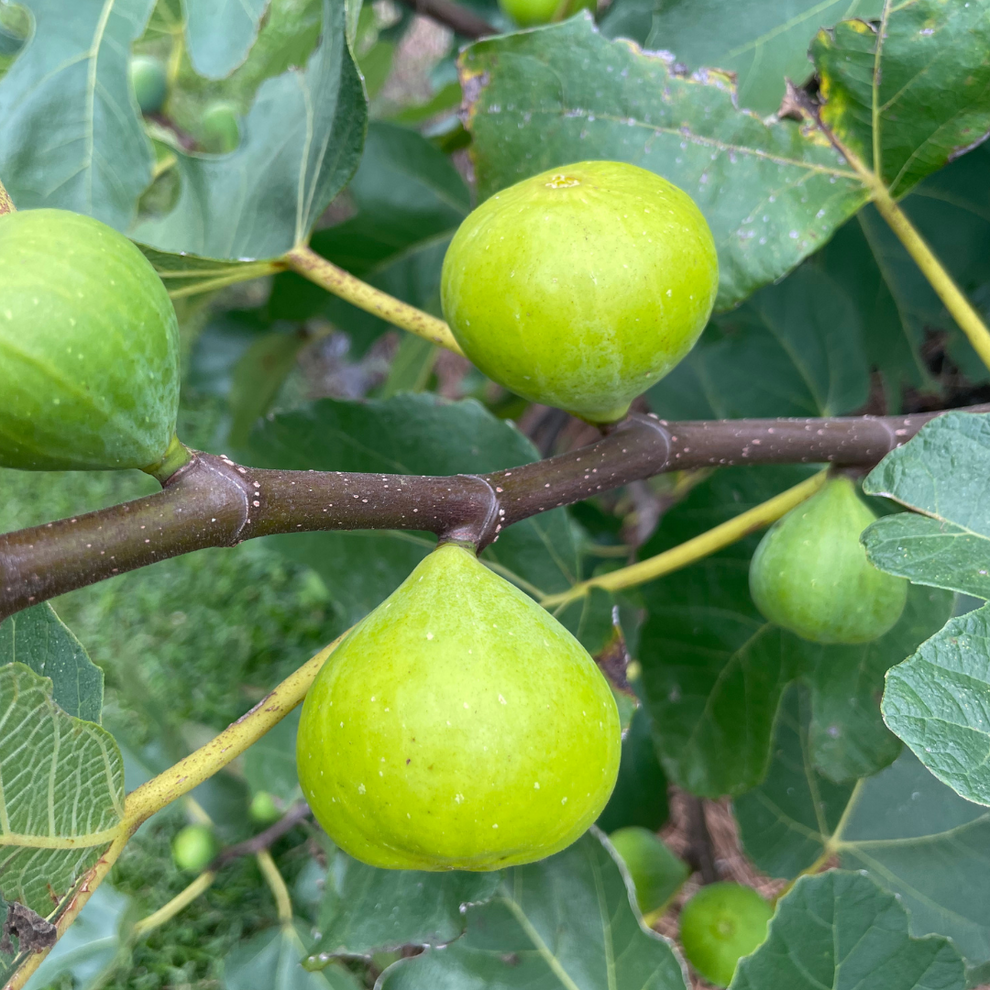 LSU Gold Fig Tree | Honey & Agave-Flavored Figs | Lazy Dog Farm