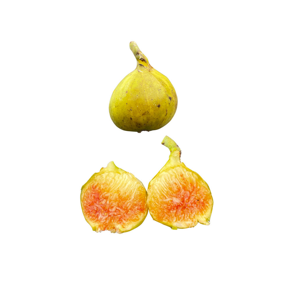 LSU Hollier Fig Tree | Delicious, Fruity Honey Figs | Lazy Dog Farm