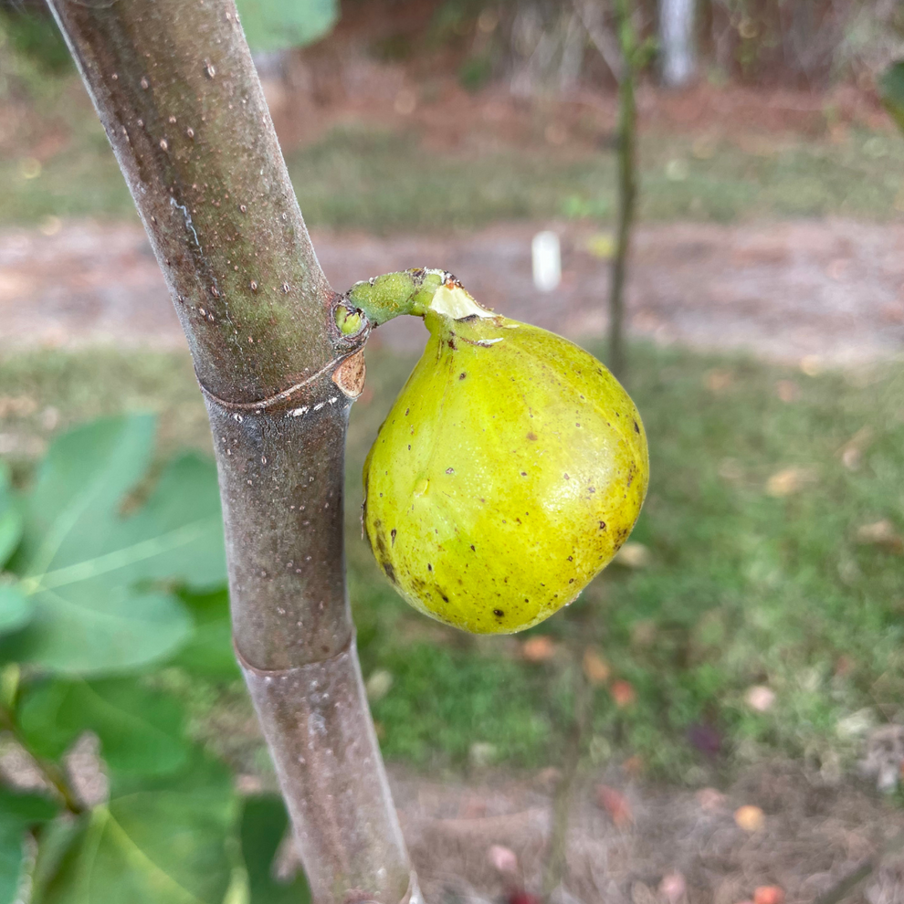 LSU Hollier Fig Tree | Delicious, Fruity Honey Figs | Lazy Dog Farm