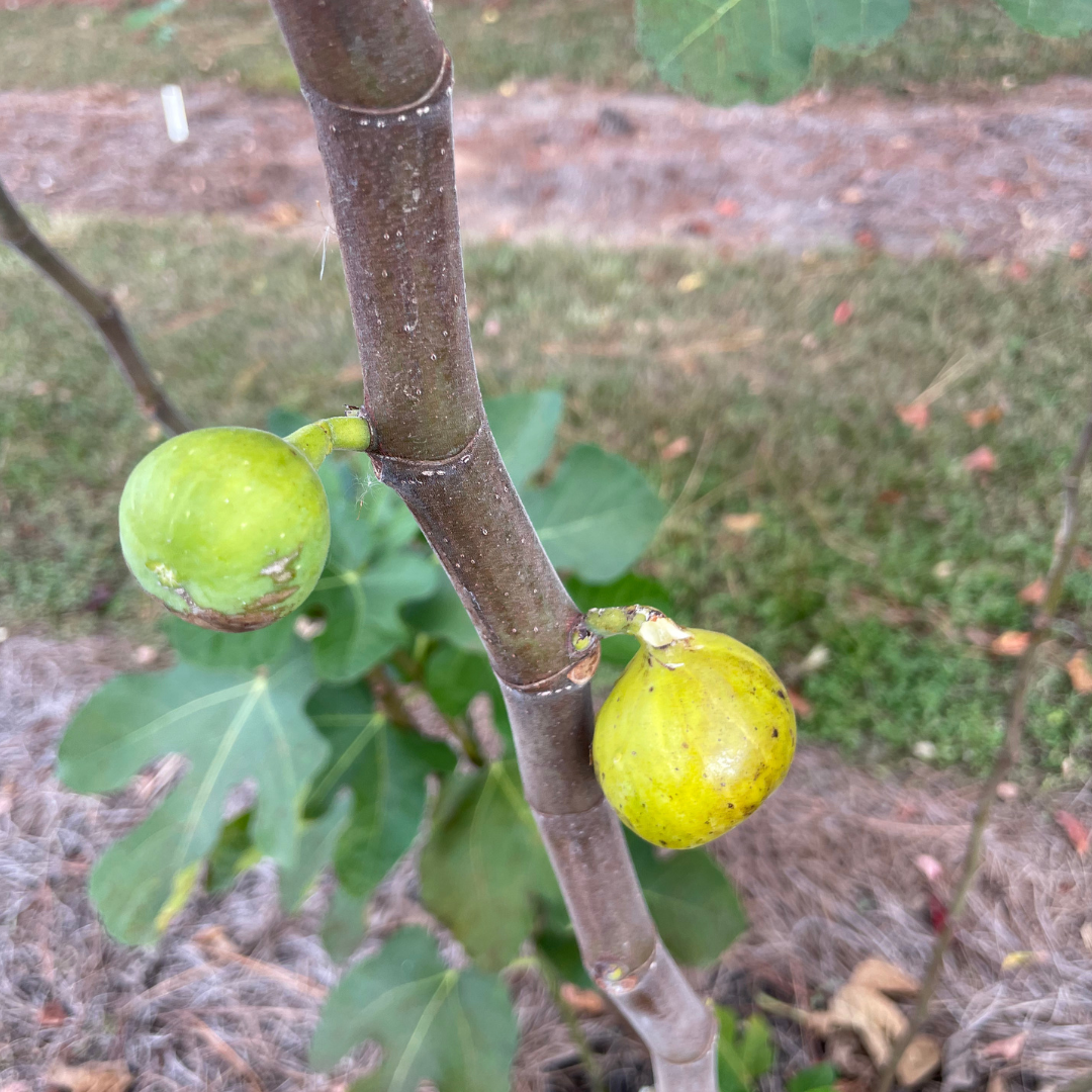 LSU Hollier Fig Tree | Delicious, Fruity Honey Figs | Lazy Dog Farm