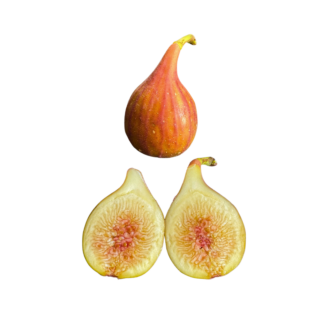 SUGAR FIGS | SWEET, SUGARY, & DELICIOUS FIG VARIETIES | LAZY DOG FARM ...