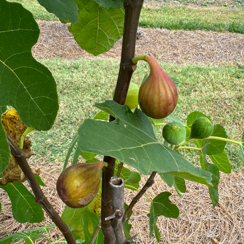 LSU O'Rourke Fig Tree | Bell-Shaped, Sugar Figs | Lazy Dog Farm