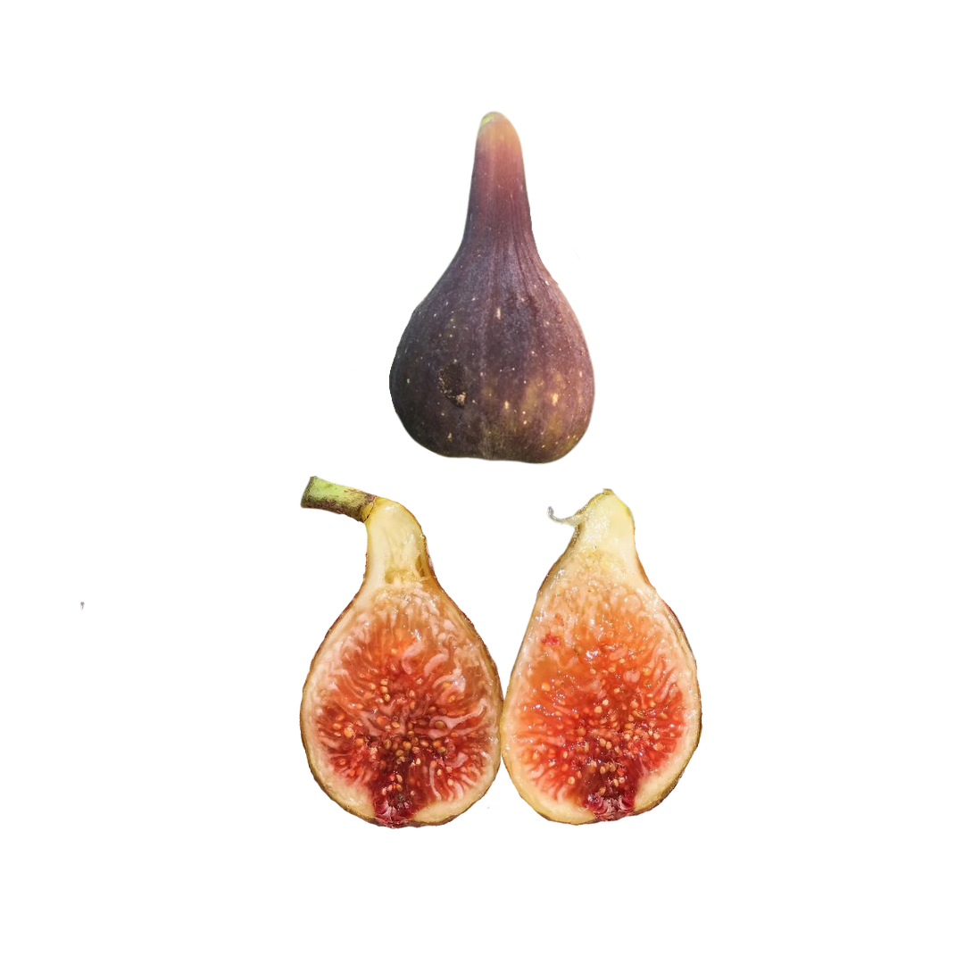 SUGAR FIGS | SWEET, SUGARY, & DELICIOUS FIG VARIETIES | LAZY DOG FARM ...
