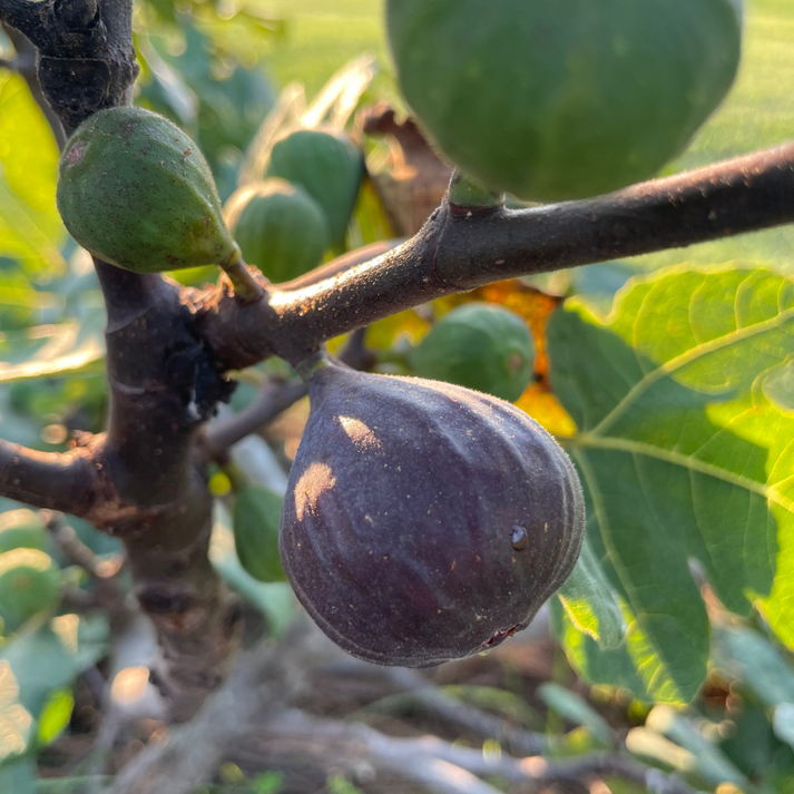 LSU Purple Fig Tree | Sweet, Delicious, Purple Figs | Lazy Dog Farm