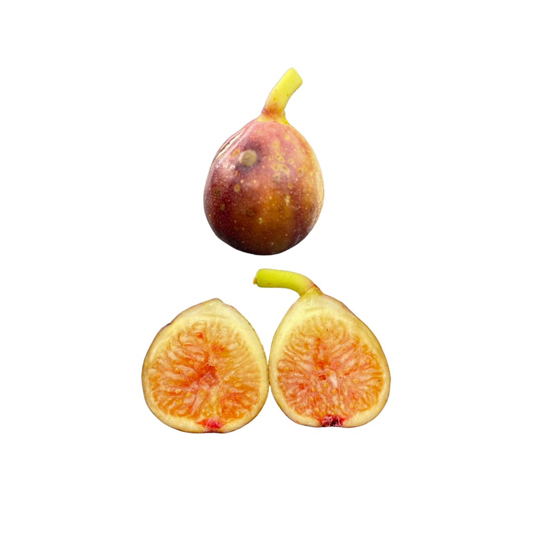 SUGAR FIGS | SWEET, SUGARY, & DELICIOUS FIG VARIETIES | LAZY DOG FARM ...