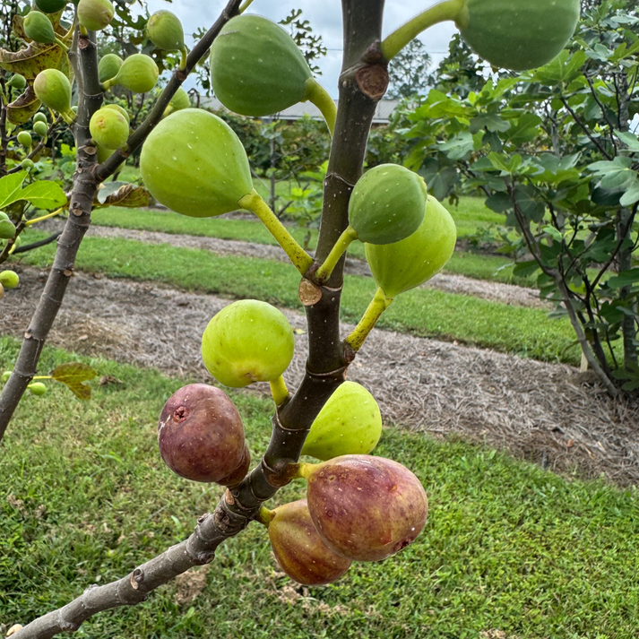 LSU Red Fig Tree | Produces Loads of Sweet, Sugar Figs | Lazy Dog Farm
