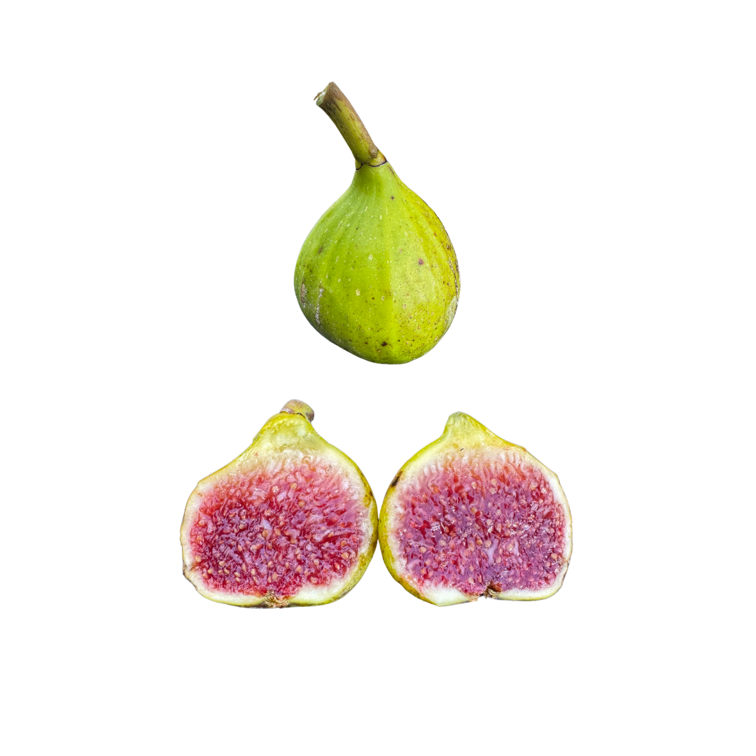 LSU Strawberry Fig Tree | Tastes Like Strawberry Jam | Lazy Dog Farm