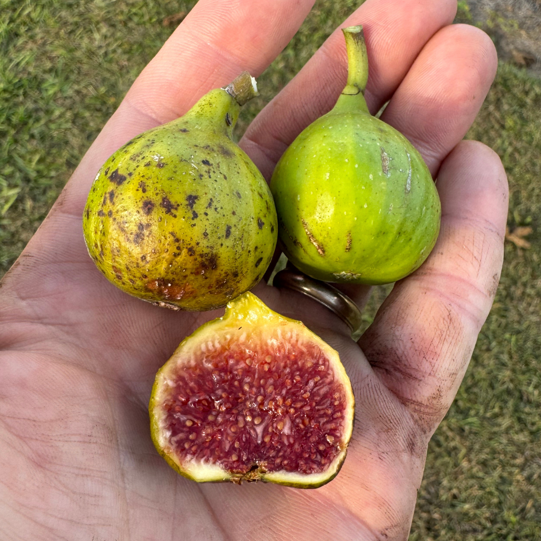 LSU Strawberry Fig Tree | Tastes Like Strawberry Jam | Lazy Dog Farm