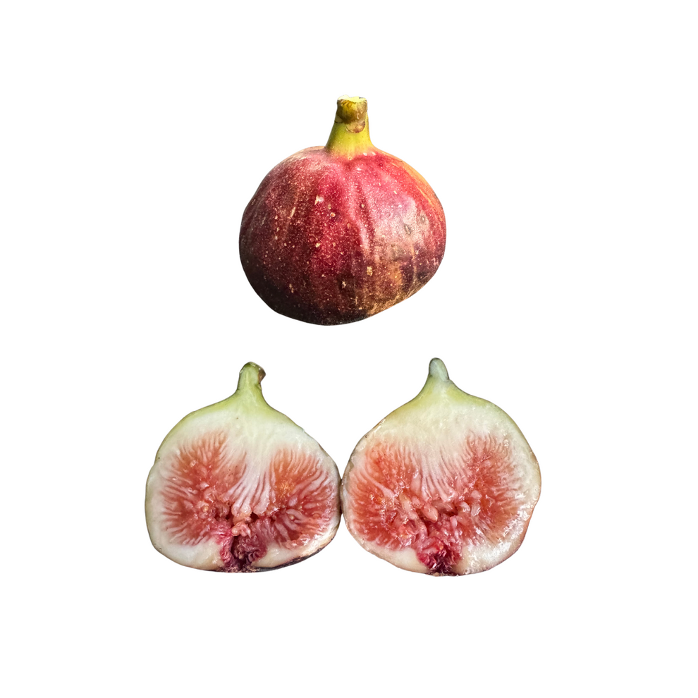 LSU Thibodaux Fig Tree | Huge Sugar Figs for Jams | Lazy Dog Farm
