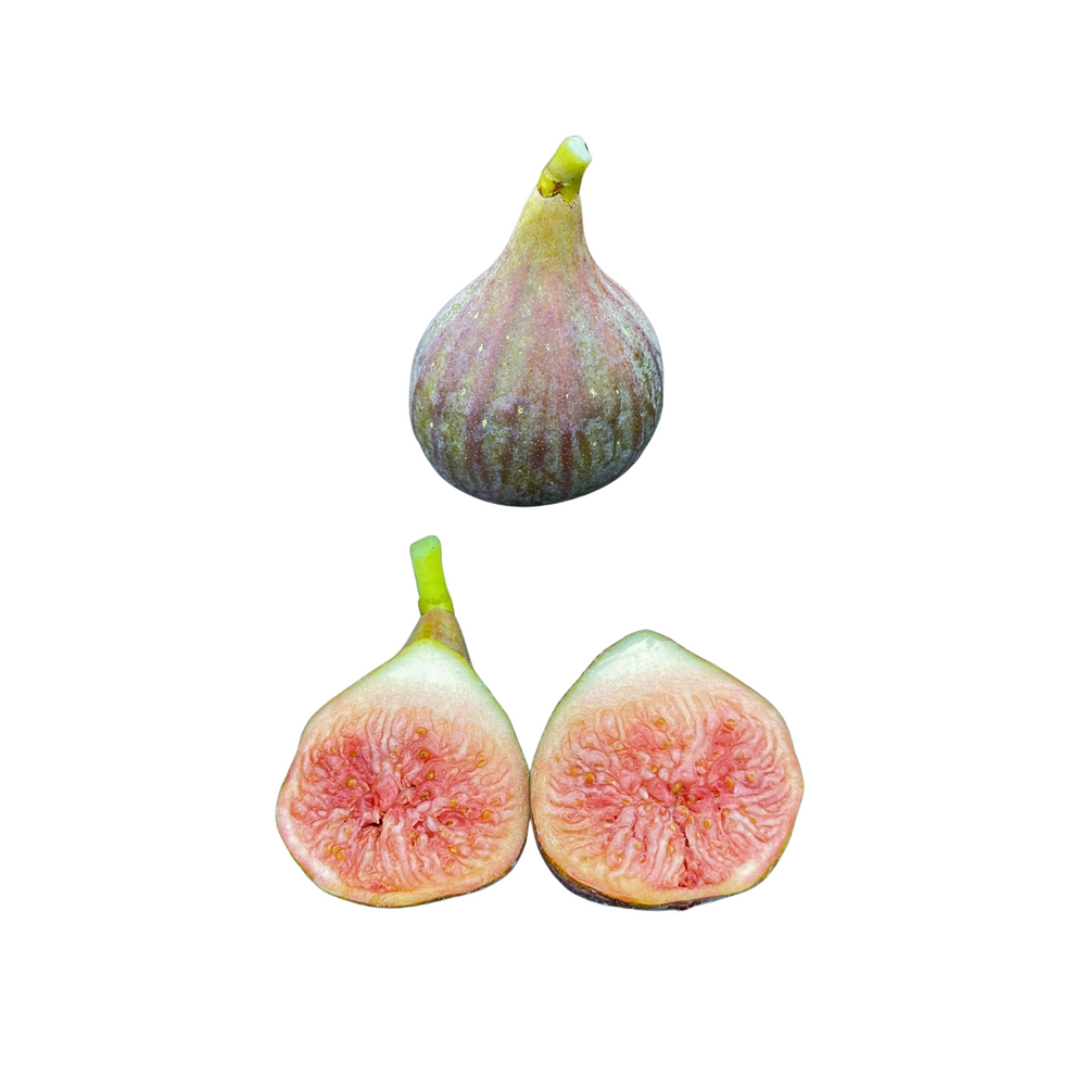 LSU Tiger Fig Tree | Sugar-Berry Flavored Fig | Lazy Dog Farm