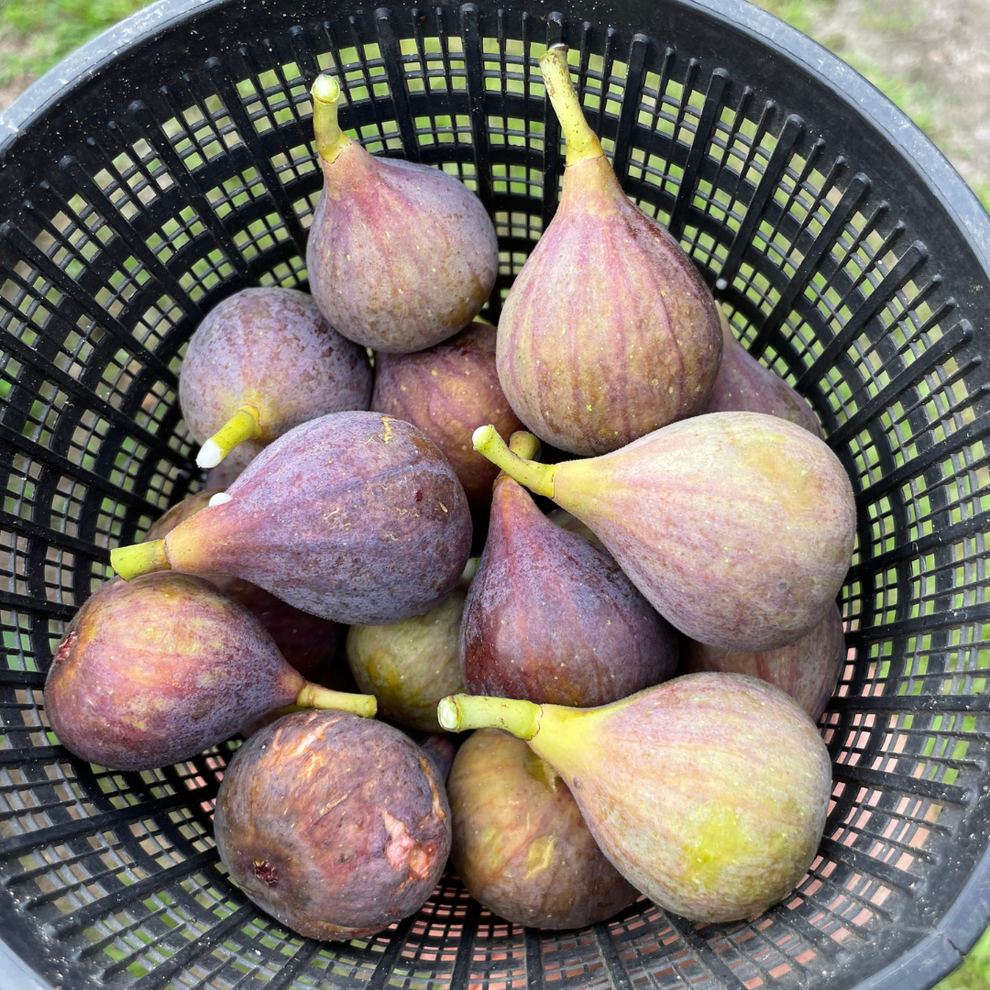 LSU Tiger Fig Tree | Sugar-Berry Flavored Fig | Lazy Dog Farm