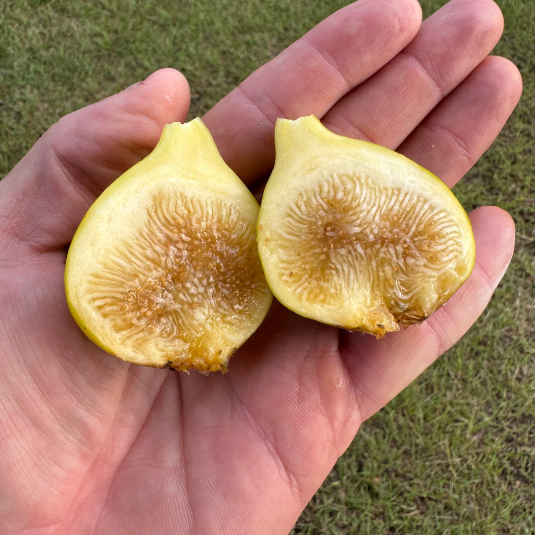LSU White Honey Fig Tree | Tastes Like Pure Nectar | Lazy Dog Farm