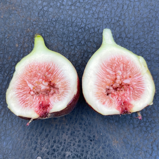 Magnolia Fig Tree | Massive Sugar Figs for Canning | Lazy Dog Farm