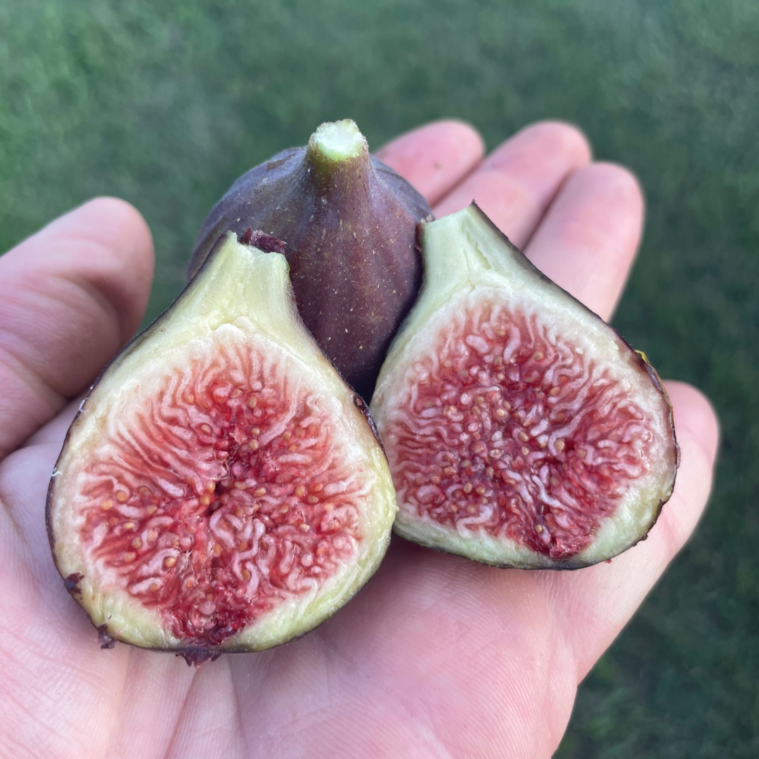 Malta Black Fig Tree | Delicious, Mediterranean Figs | Lazy Dog Farm