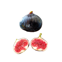 Malta Black Fig Tree | Delicious, Mediterranean Figs | Lazy Dog Farm