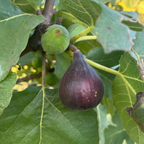 Malta Black Fig Tree | Delicious, Mediterranean Figs | Lazy Dog Farm