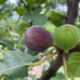 Malta Black Fig Tree | Delicious, Mediterranean Figs | Lazy Dog Farm