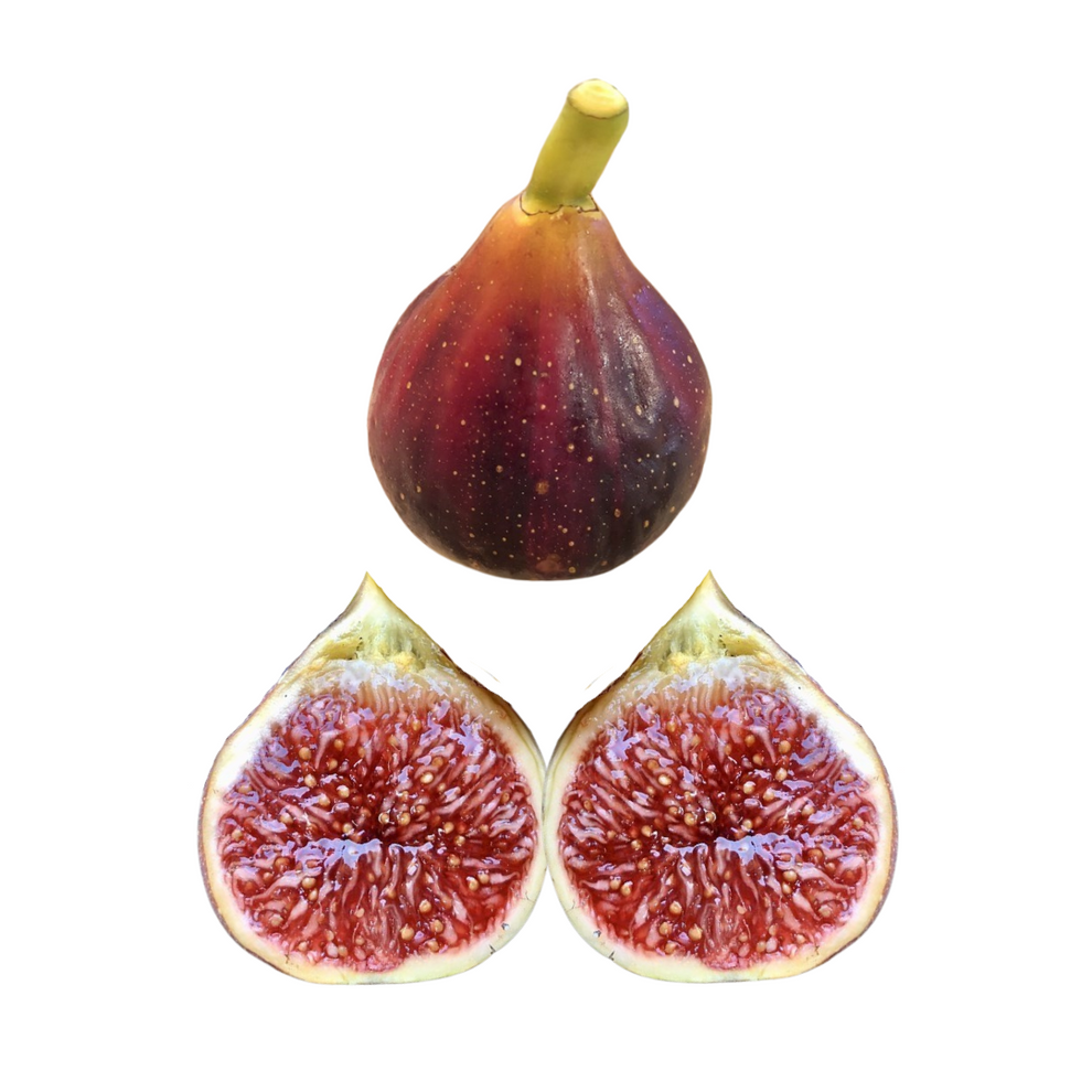 Martinenca Rimada Fig Tree | Exquisite Raspberry Figs | Lazy Dog Farm