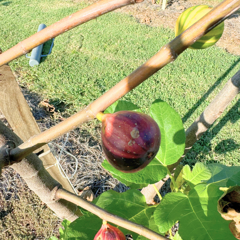 Martinenca Rimada Fig Tree | Exquisite Raspberry Figs | Lazy Dog Farm
