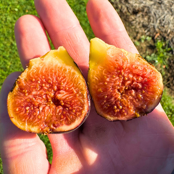 Martinenca Rimada Fig Tree | Exquisite Raspberry Figs | Lazy Dog Farm