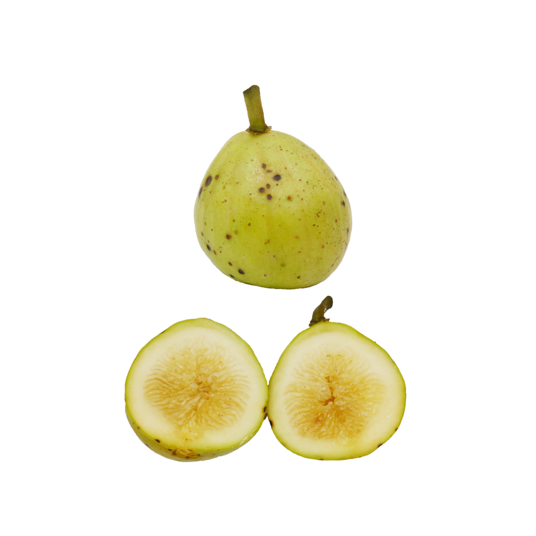 FIG TREES | A WIDE VARIETY OF FLAVOR PROFILES & SIZES | LAZY DOG FARM ...