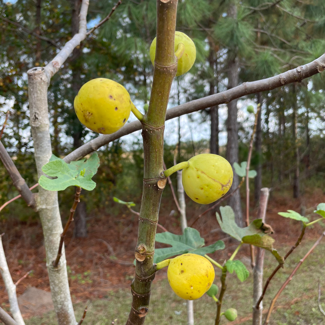 Mary Lane Fig Tree | Fast Growing Honey Fig Trees | Lazy Dog Farm