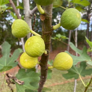 FIG TREES | A WIDE VARIETY OF FLAVOR PROFILES & SIZES | LAZY DOG FARM ...