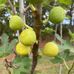 Mary Lane Fig Tree | Fast Growing Honey Fig Trees | Lazy Dog Farm