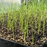 Chianti Onion Seed | Beautiful, Short-Day Red Onions | Lazy Dog Farm