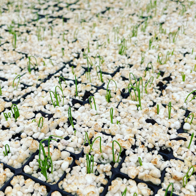 Chianti Onion Seed | Beautiful, Short-Day Red Onions | Lazy Dog Farm