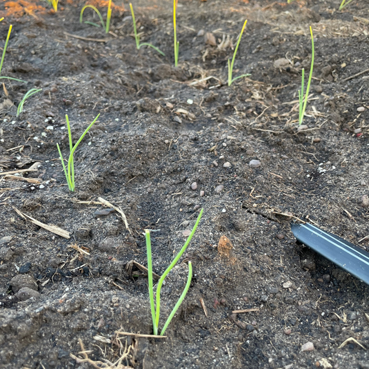 Chianti Onion Seed | Beautiful, Short-Day Red Onions | Lazy Dog Farm