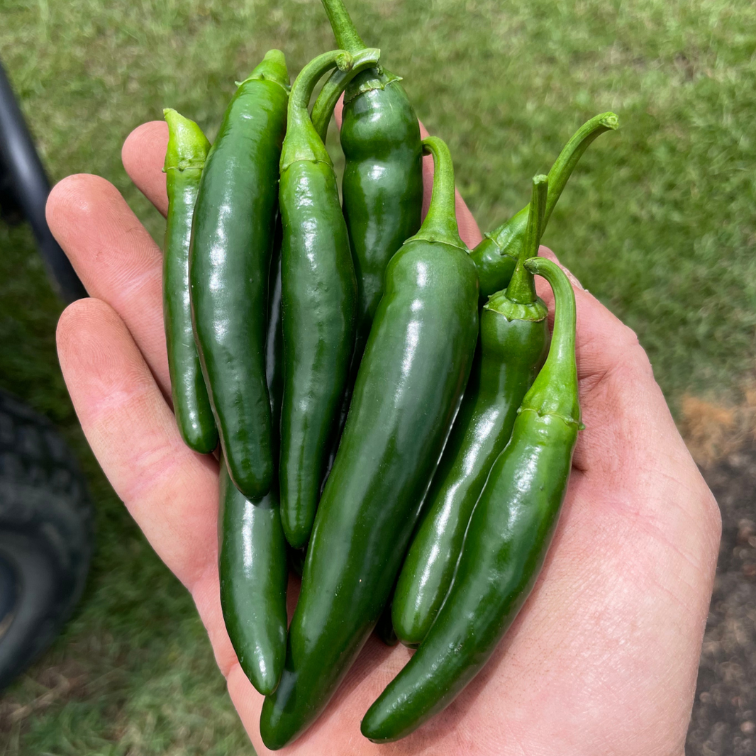 Pepper Seeds | Sweet, Mild, and Hot Pepper Seeds | Lazy Dog Farm