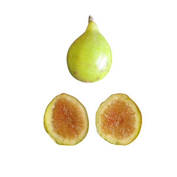 Peter's Honey Fig Tree | Cold Hardy, Honey Fig Variety | Lazy Dog Farm