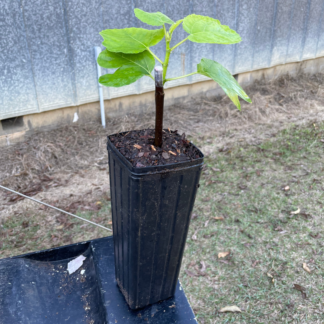 Iranian Candy Fig Tree | Rare Persian Honey-Berry Fig | Lazy Dog Farm