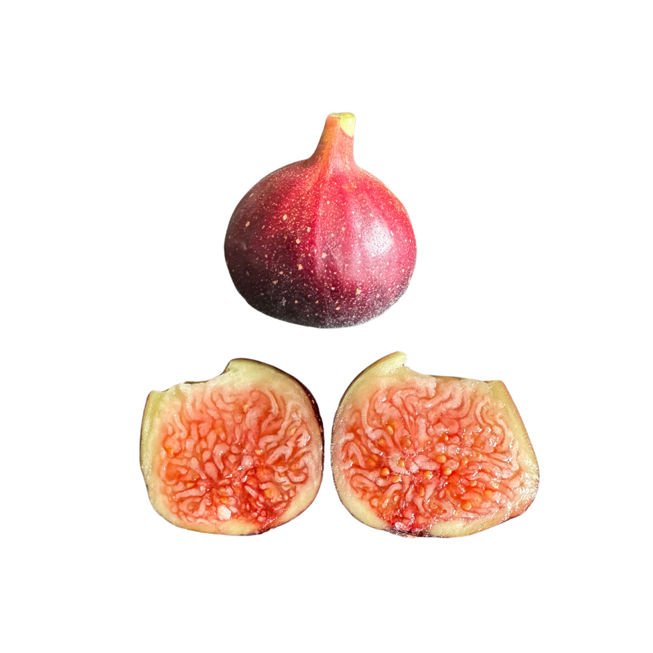 FIG TREES | A WIDE VARIETY OF FLAVOR PROFILES & SIZES | LAZY DOG FARM ...