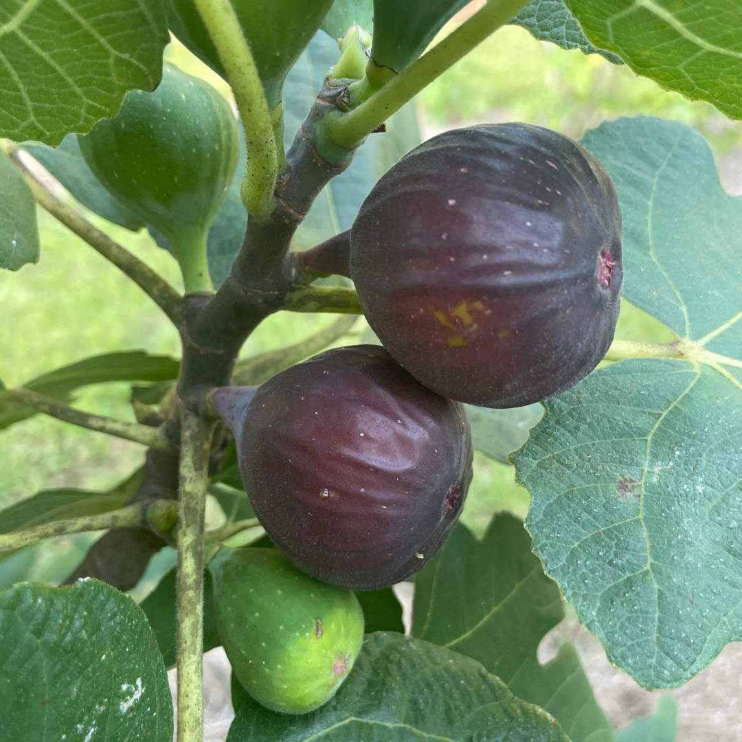 Salem Dark Fig Tree | Cold-Hardy Variety from Syria | Lazy Dog Farm