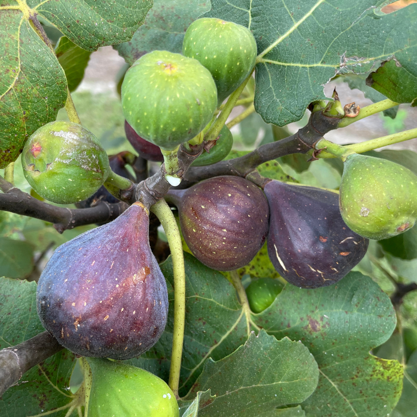 Salem Dark Fig Tree | Cold-Hardy Variety from Syria | Lazy Dog Farm