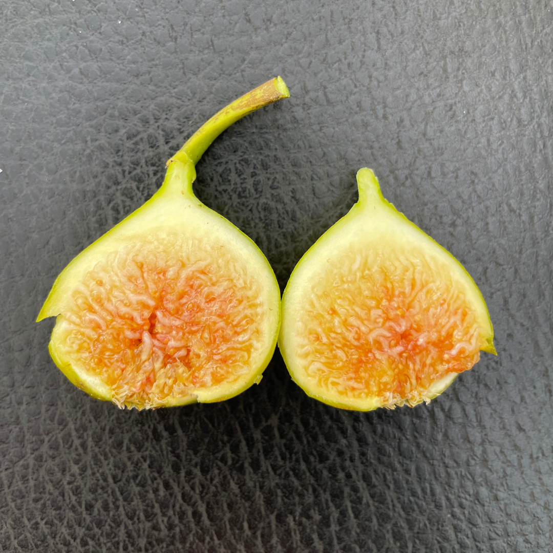 Salem White Fig Tree | AKA Salem Honey Figs | Lazy Dog Farm