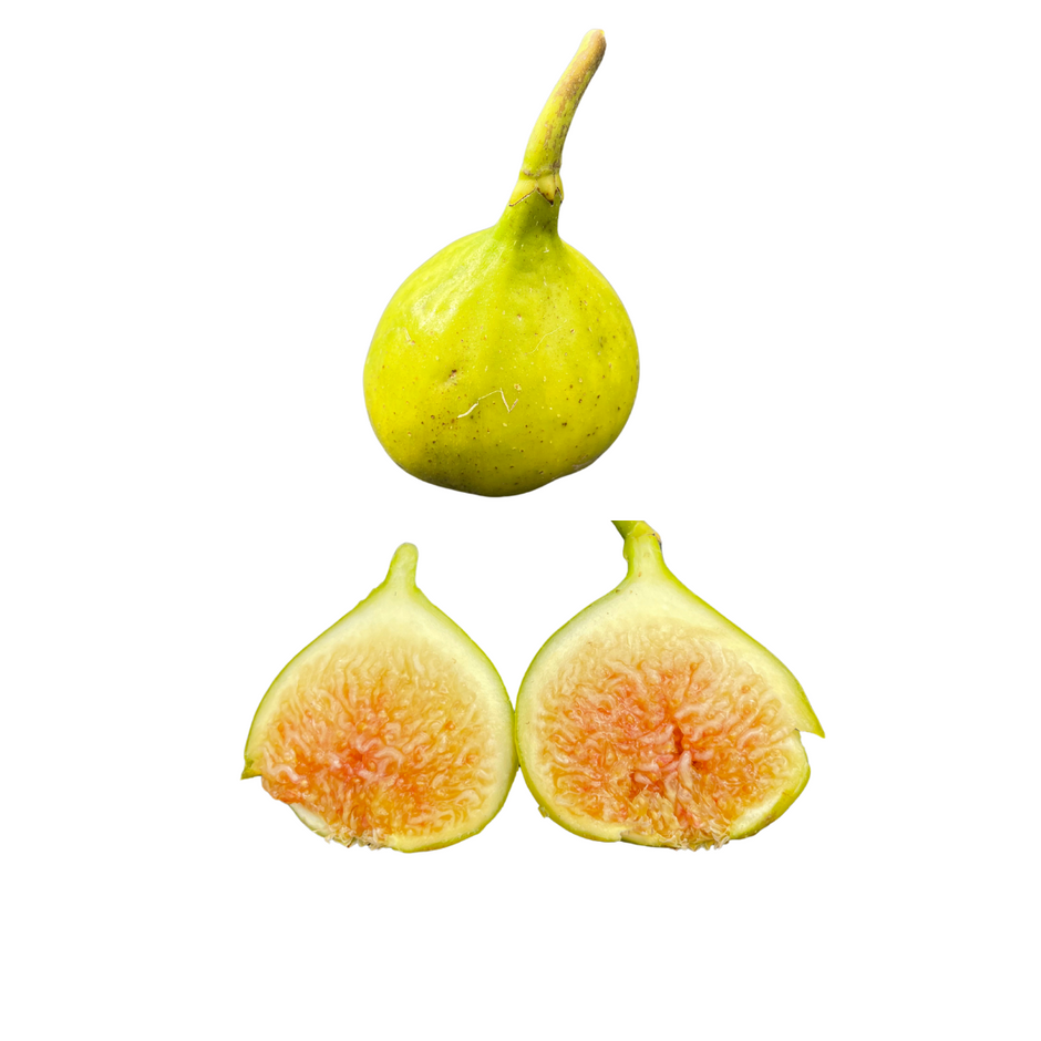 FIG TREES | A WIDE VARIETY OF FLAVOR PROFILES & SIZES | LAZY DOG FARM ...