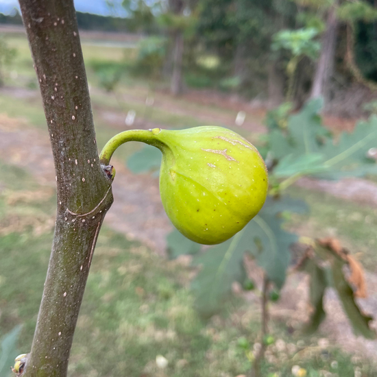 Salem White Fig Tree | AKA Salem Honey Figs | Lazy Dog Farm