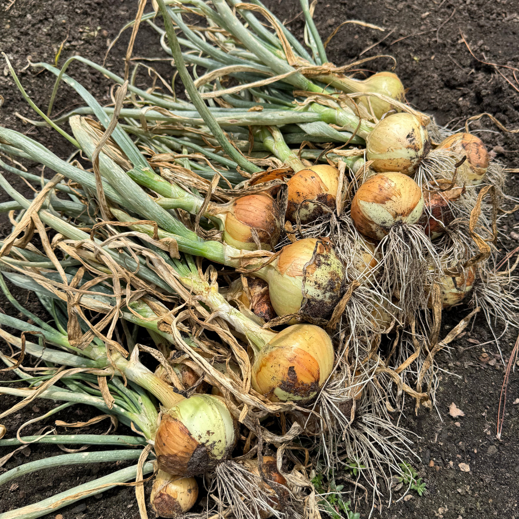 Onion Seeds | Grow Your Own Big, Sweet Onions | Lazy Dog Farm