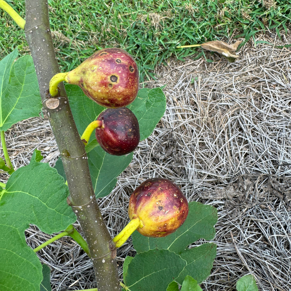 Sicilian Red Fig Tree | Delicious Heirloom Italian Fig | Lazy Dog Farm