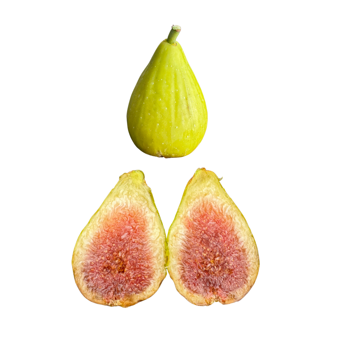 Stella Fig Tree | Huge, Teardrop-Shaped Berry Figs | Lazy Dog Farm
